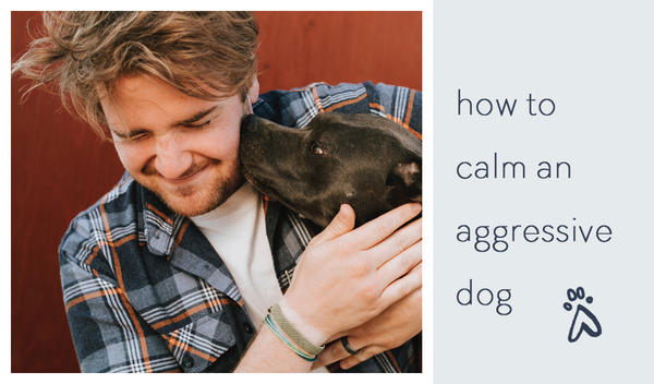 How to Calm an Aggressive Dog: Step-by-Step Guide – Everly Made